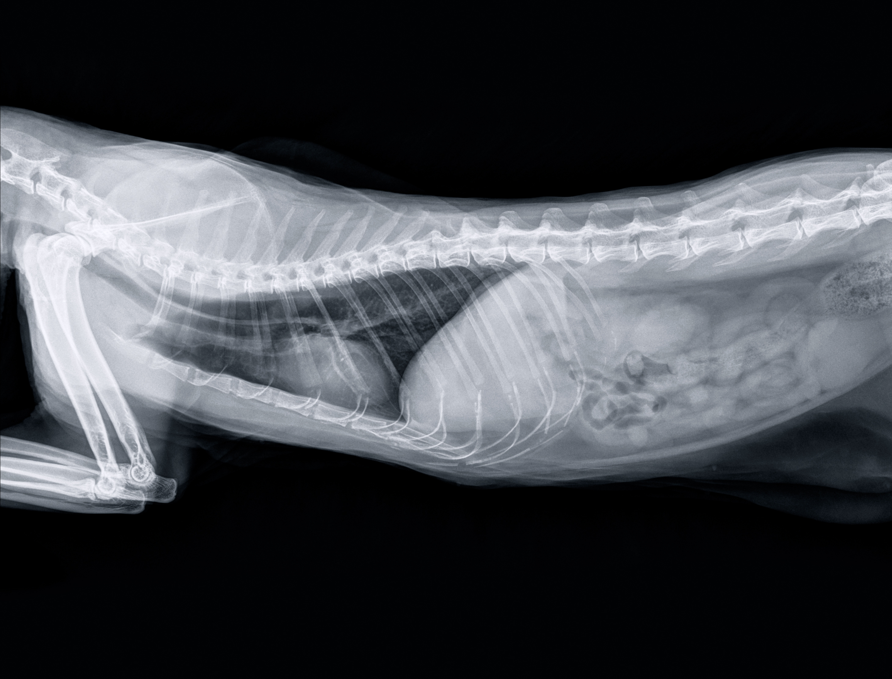 Adult Cat X-Ray, frontal lateral. | 松波動物メディカル ペットのお役立ちコラム